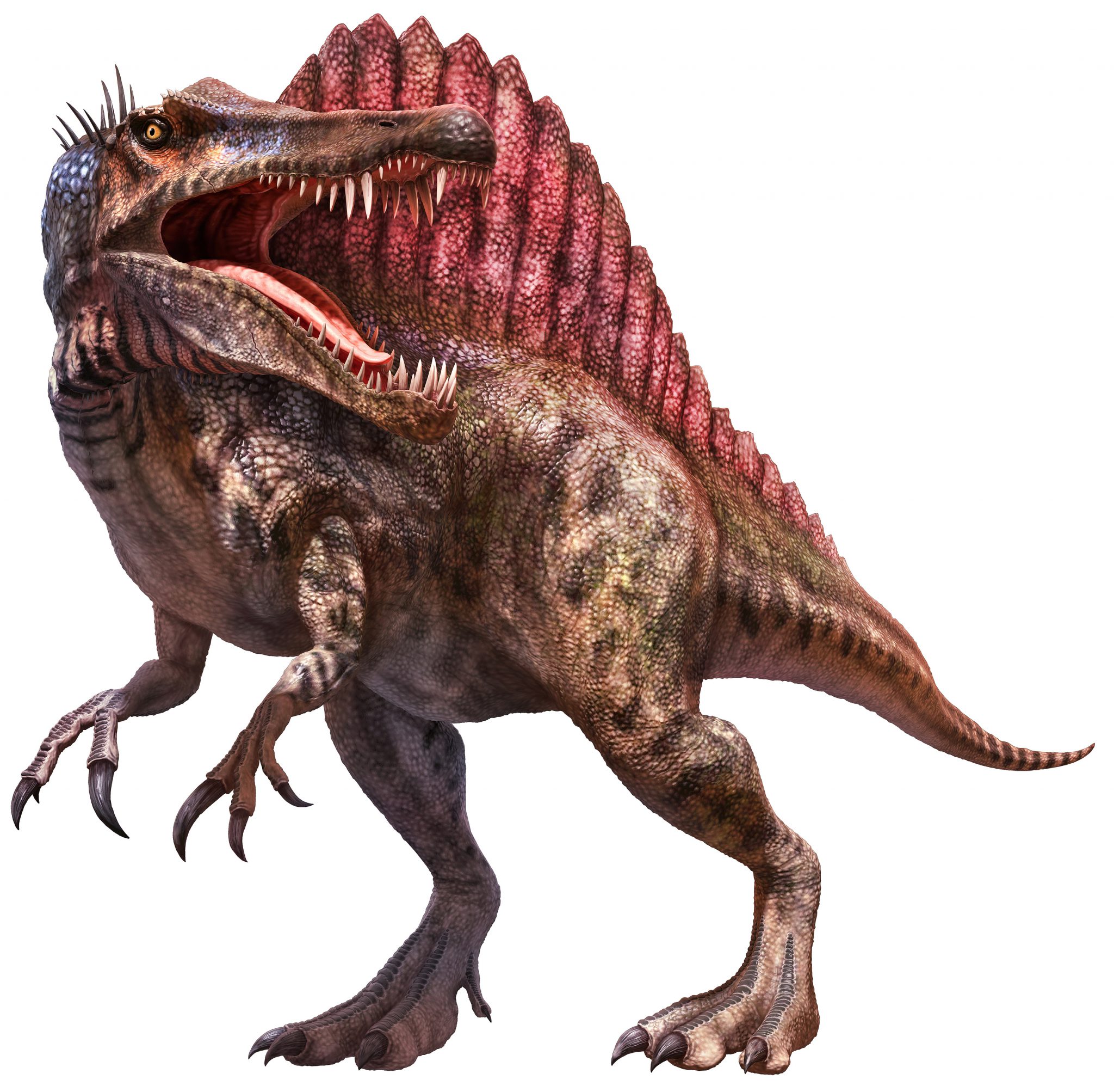Spinosaurus Fact Sheet - Dinosaur Coloring Pages Spinosaurus Fact Sheet - Dinosaur Coloring Pages
